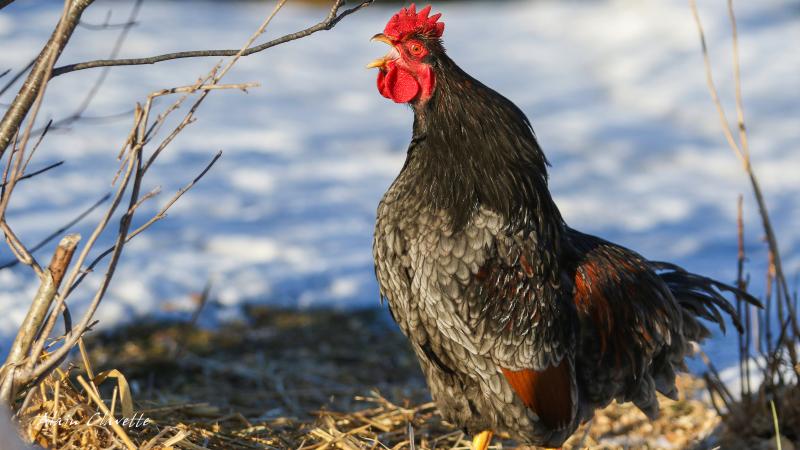 Breed Profile: Barnevelder Chicken - Backyard Poultry